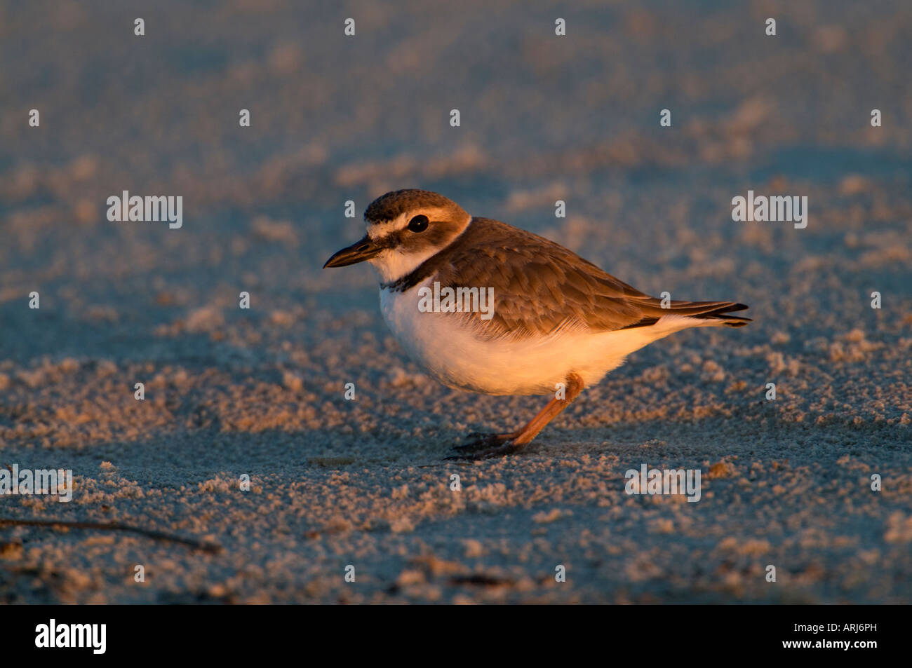 Wilson beach hi-res stock photography and images - Alamy