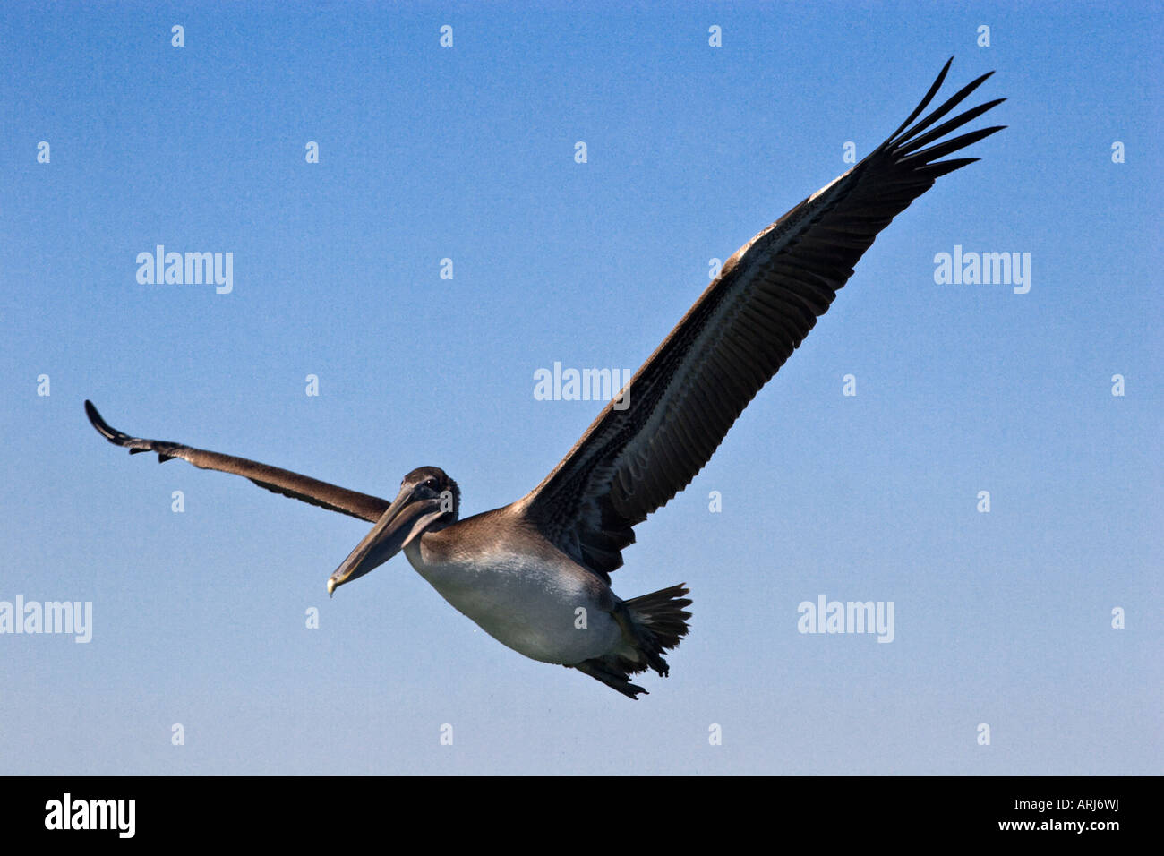 BROWN PELICAN Pelecanus Occidentalis an endangered species in flight ...