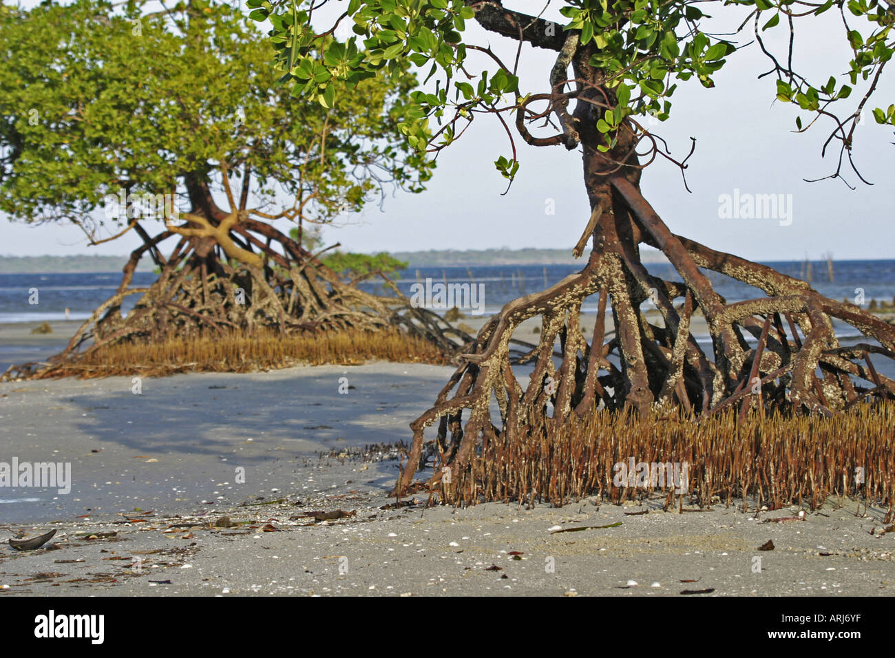 red mangrove (Rhizophora mangle), aerial roots at low tide, Kenya Stock ...