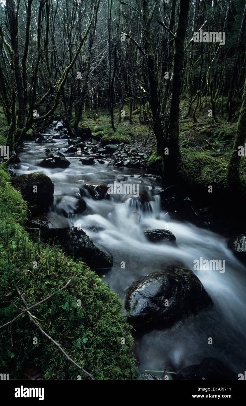 Stream flowing through woods on the Morvern Peninsula, Scottish ...