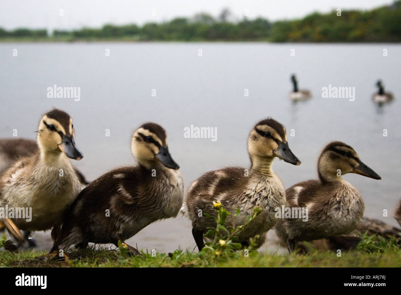 Four ducklings lined up on the water's edge Stock Photo - Alamy