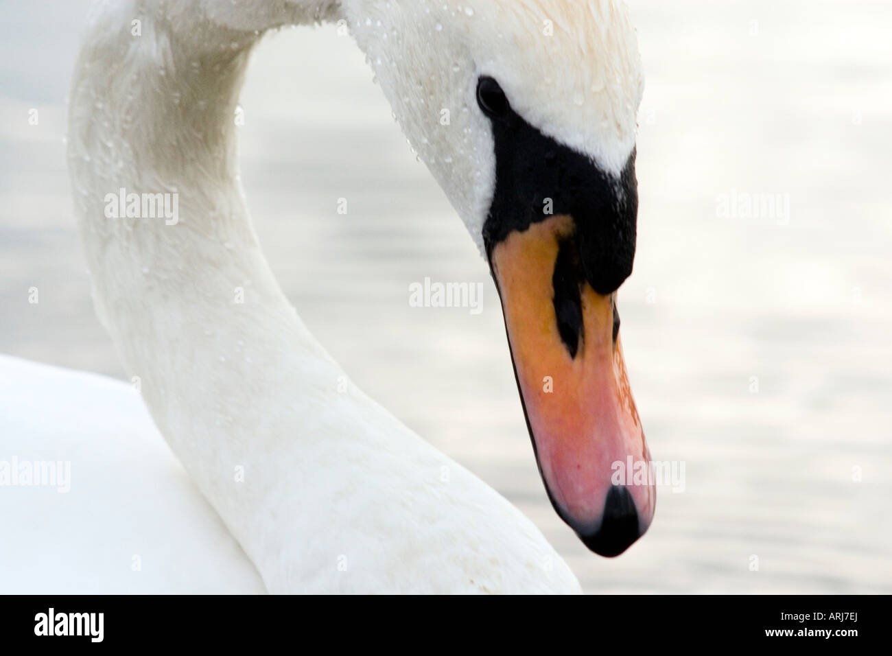 Curved bird neck hi-res stock photography and images - Alamy