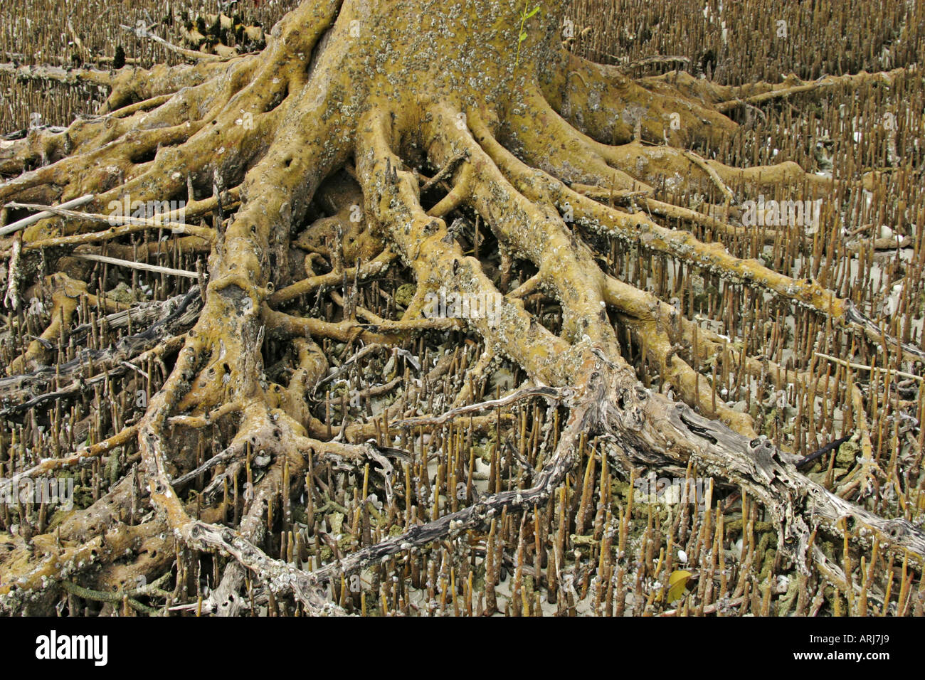 red mangrove (Rhizophora mangle), aerial roots at low tide, Kenya Stock ...