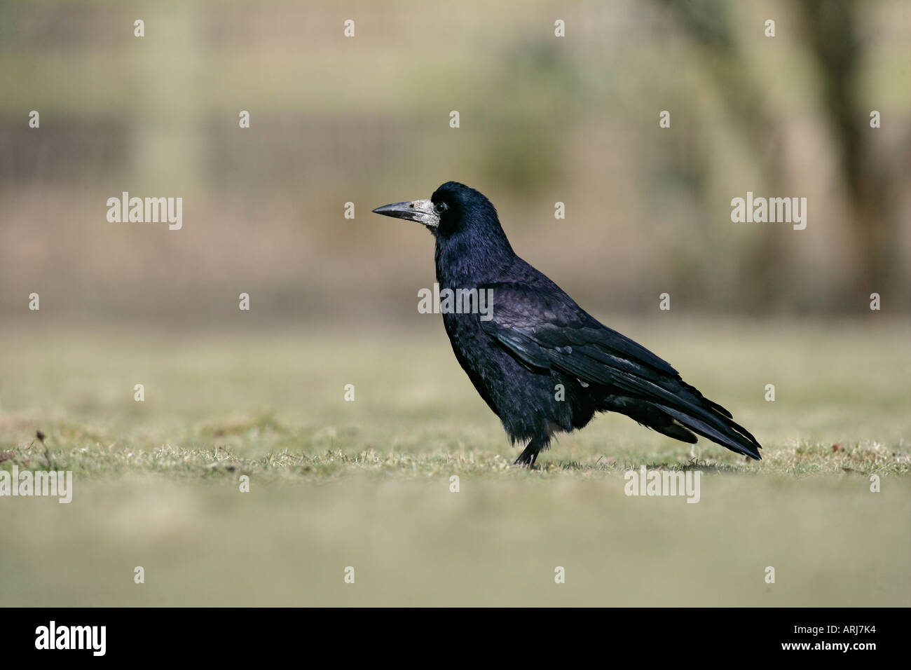 ROOK Corvus frugilegus Gloucestershire Stock Photo - Alamy