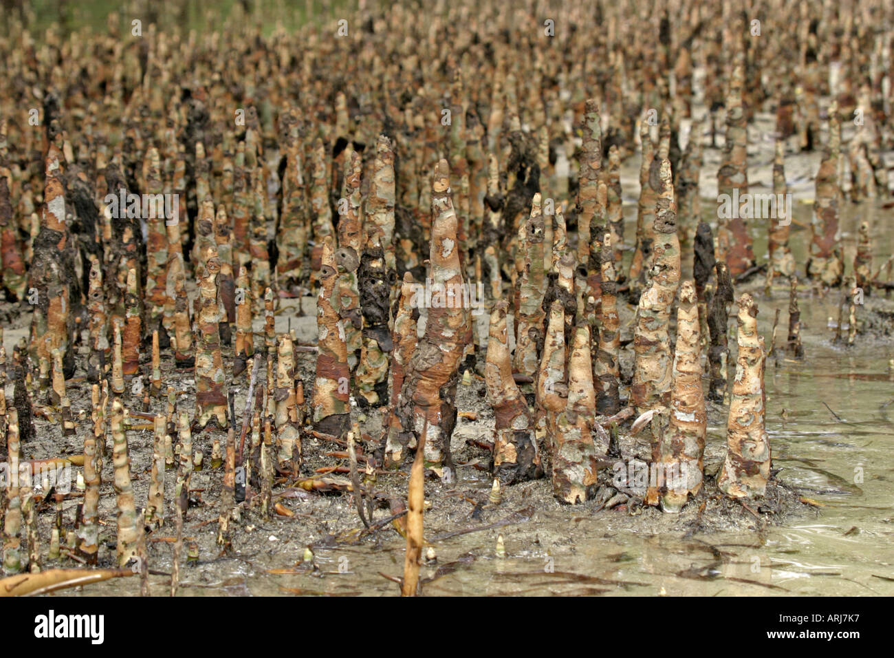red mangrove (Rhizophora mangle), aerial roots, Kenya Stock Photo - Alamy