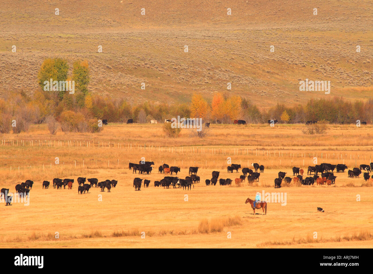 Cattle Round-Up, Ohio Creek Road, Gunnison, Colorado, USA Stock Photo ...