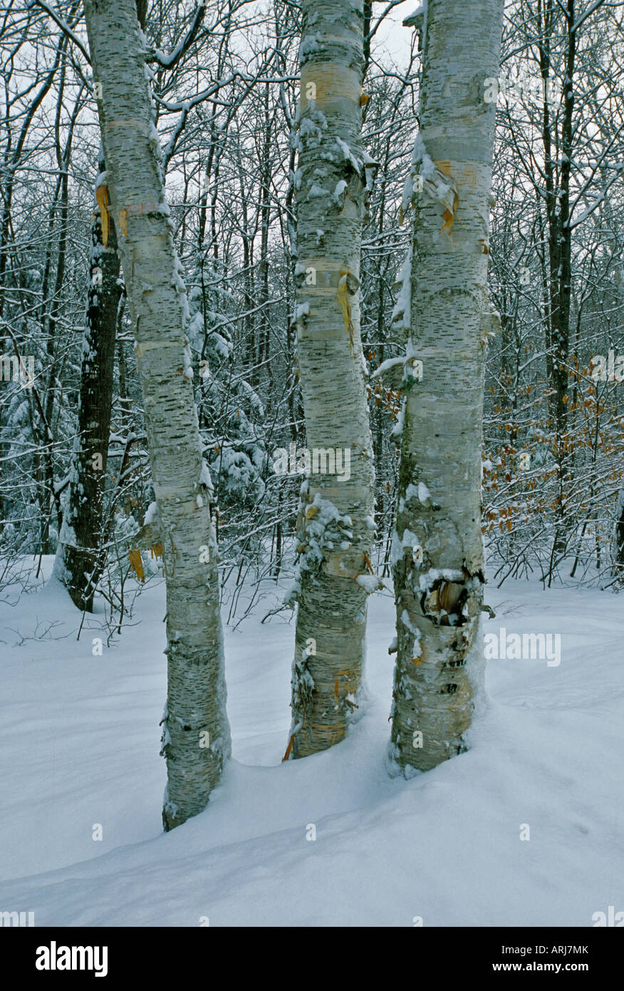 Three silver birch trees hi-res stock photography and images - Alamy