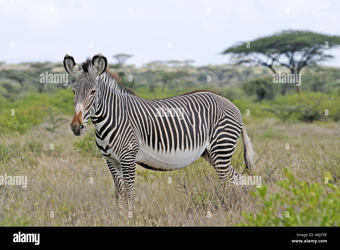 Grevy's zebra (Equus grevyi), standing in savanna, Kenya, Samburu Np ...