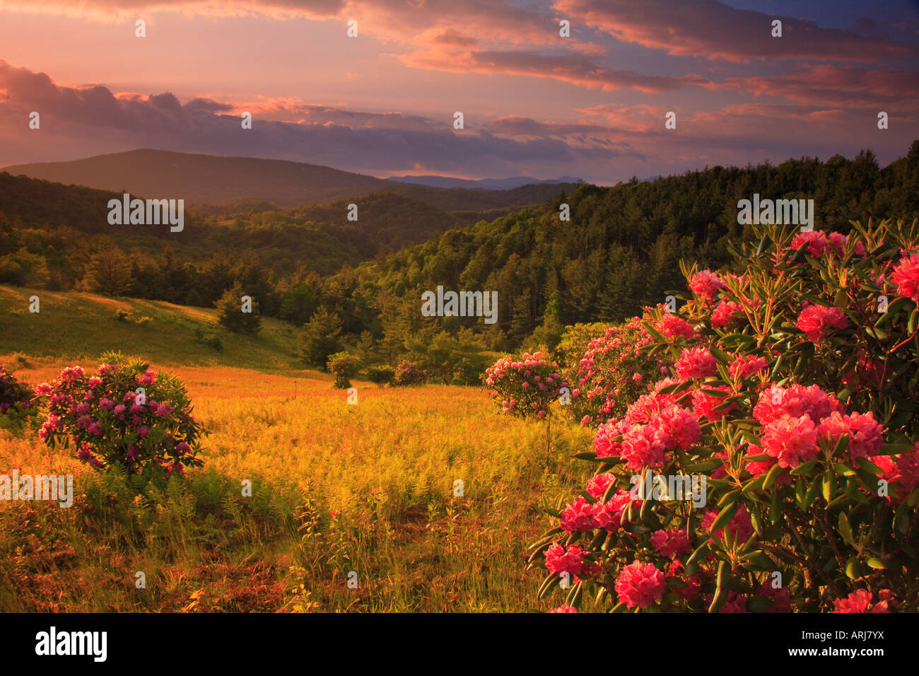 Carolina thunder hi-res stock photography and images - Alamy