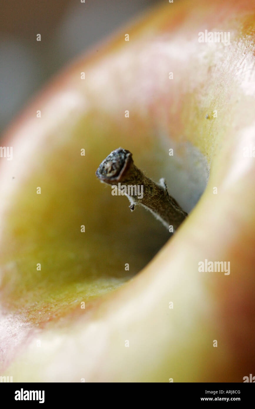 Apple stem hi-res stock photography and images - Alamy