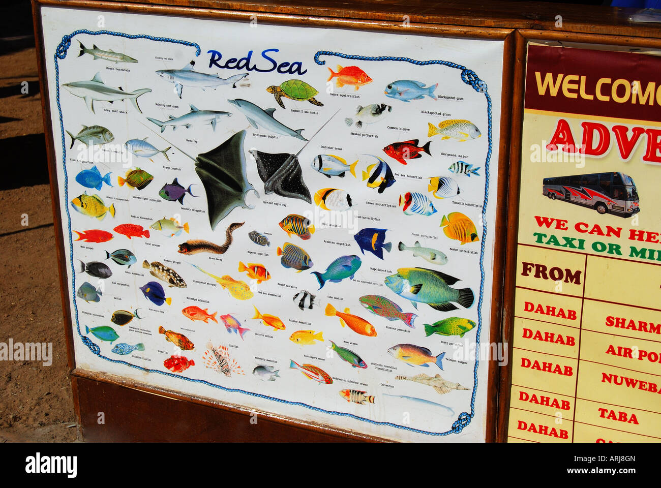 Sea fish species chart hi-res stock photography and images - Alamy