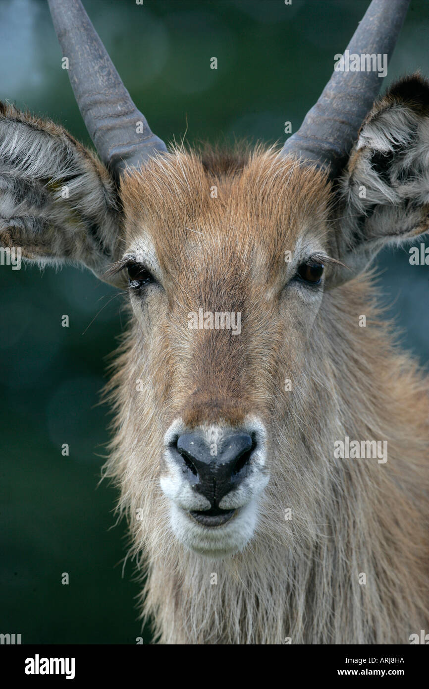 Waterbuck head hi-res stock photography and images - Alamy