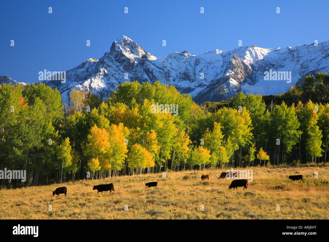 Dallas divide cattle hi-res stock photography and images - Alamy