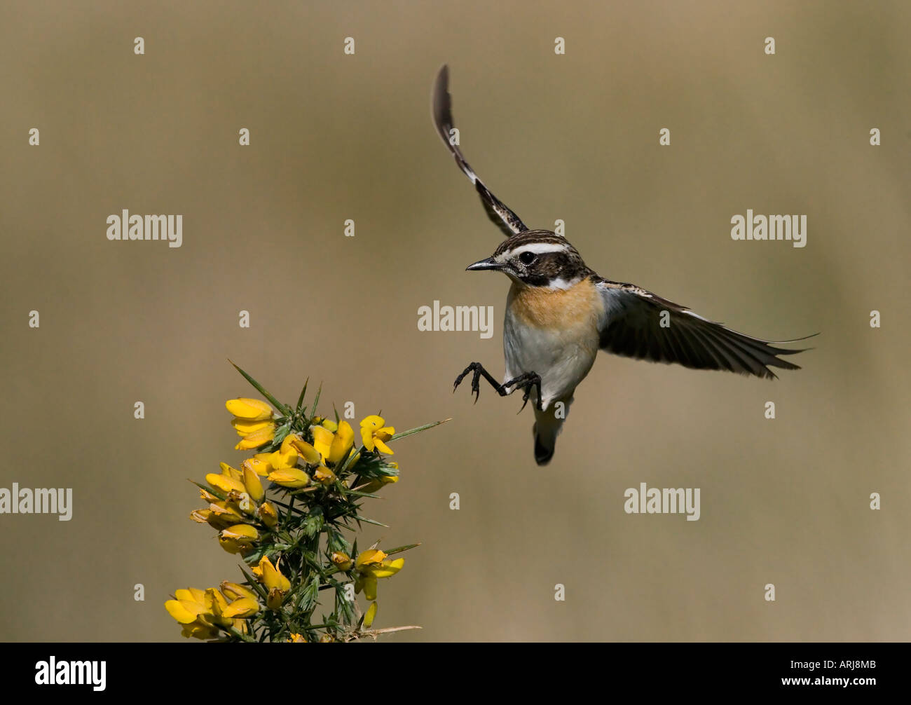 Saxicola flying flight hi-res stock photography and images - Alamy
