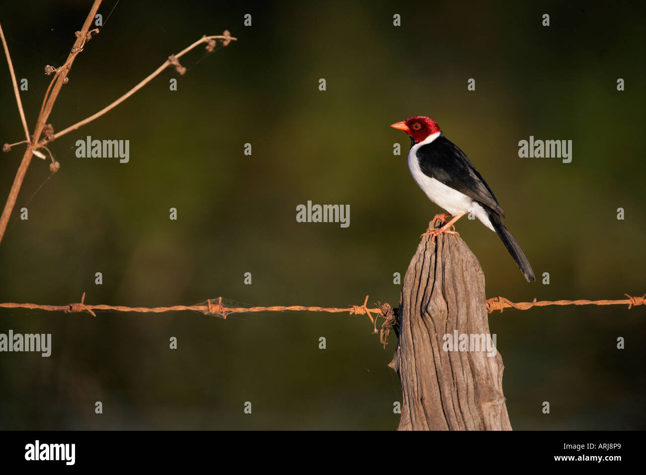 YELLOW BILLED CARDINAL Paroaria capitata Brazil Stock Photo - Alamy