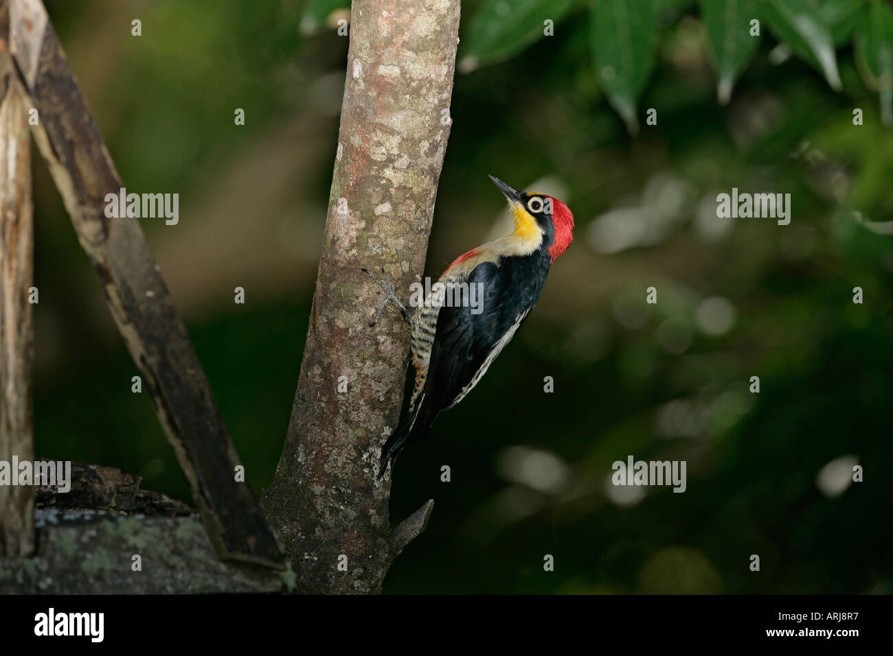 YELLOW FRONTED WOODPECKER Melanerpes flavifrons Brazil Stock Photo - Alamy