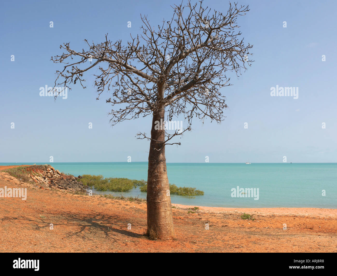 Australian Baobab, Boab Tree (Adansonia gregorii), Boab at Town Beach ...
