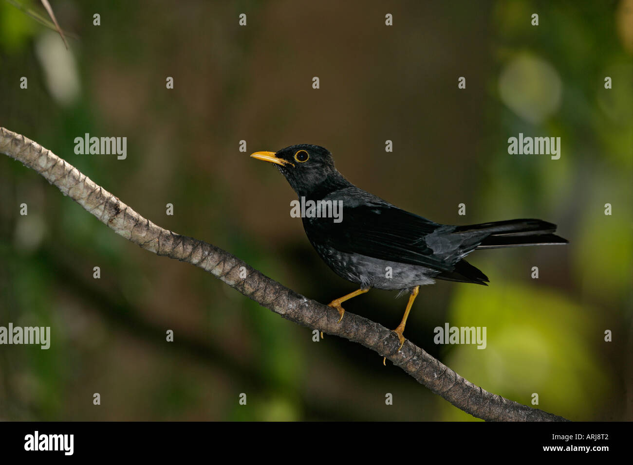 YELLOW LEGGED THRUSH Platycichla flavipes Brazil Stock Photo - Alamy