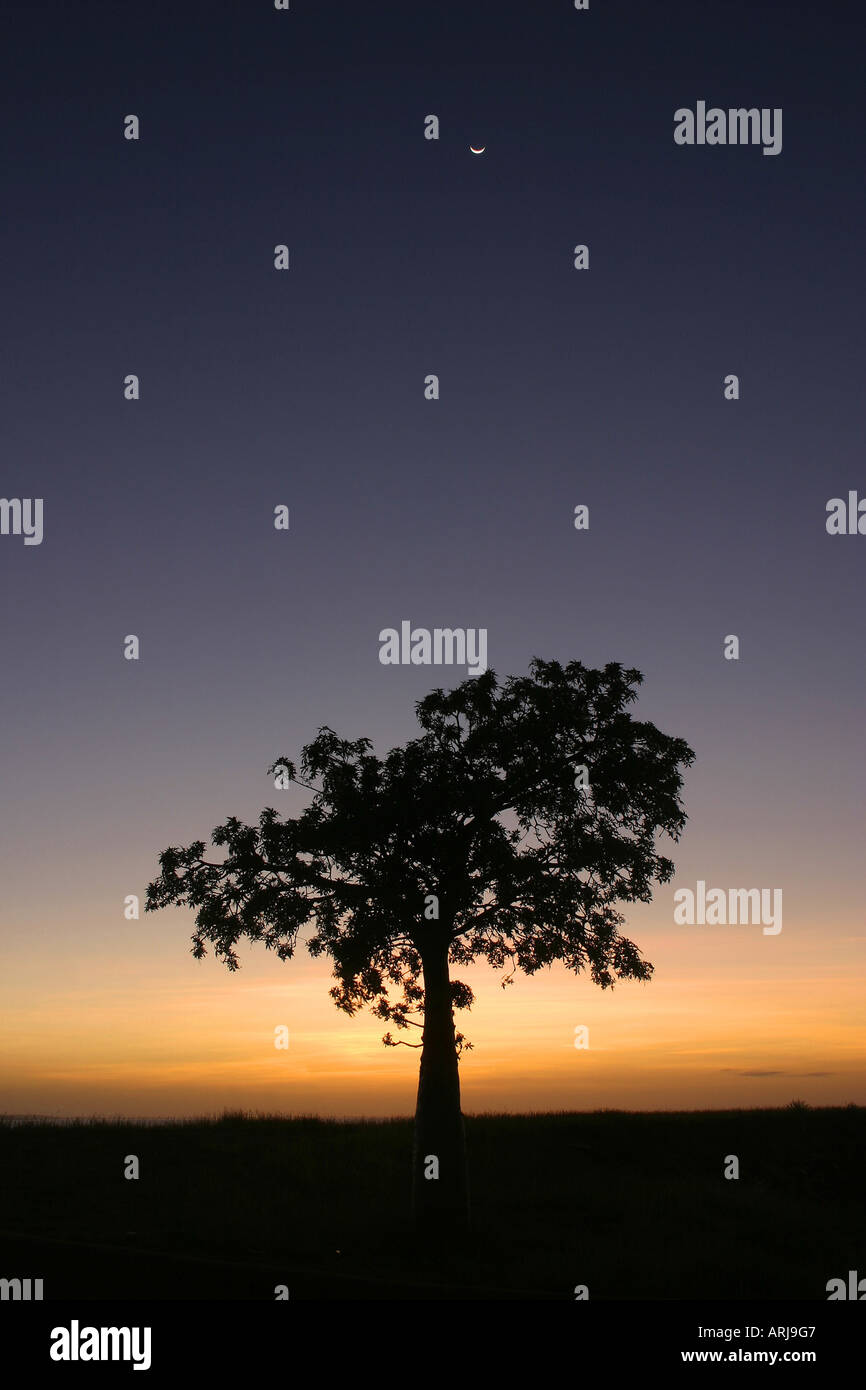 Silhouette of boab tree High Resolution Stock Photography and Images ...