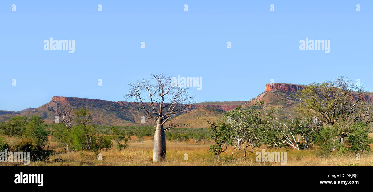 Australian Baobab, Boab Tree (Adansonia gregorii), Cockburn Range ...