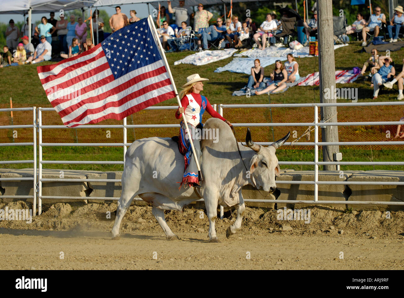 Brahma bull horse hi-res stock photography and images - Alamy