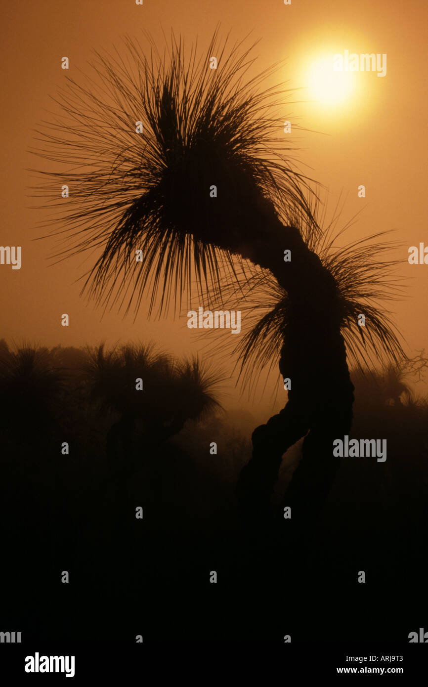 Gras Tree, Black Boy (Xanthorrhoea spec.), Grasstree Sunrise, Australia ...
