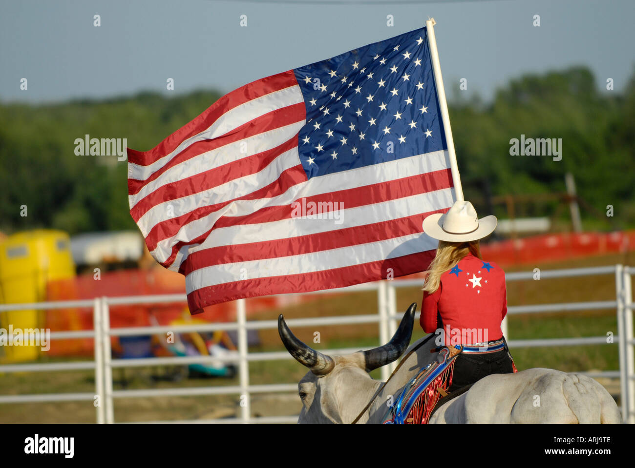 Brahma bull horse High Resolution Stock Photography and Images - Alamy
