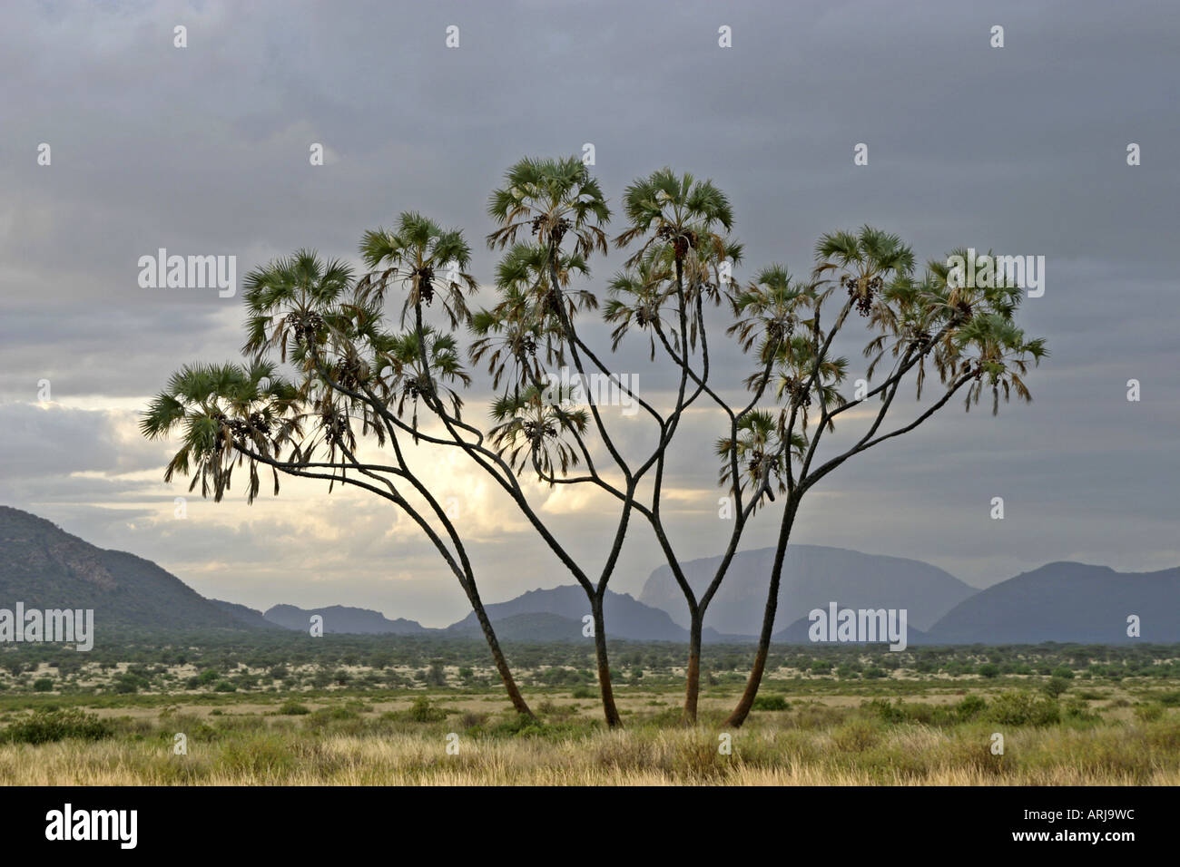 doum palm (Hyphaene thebaica), single tree in semi-desert, Kenya ...