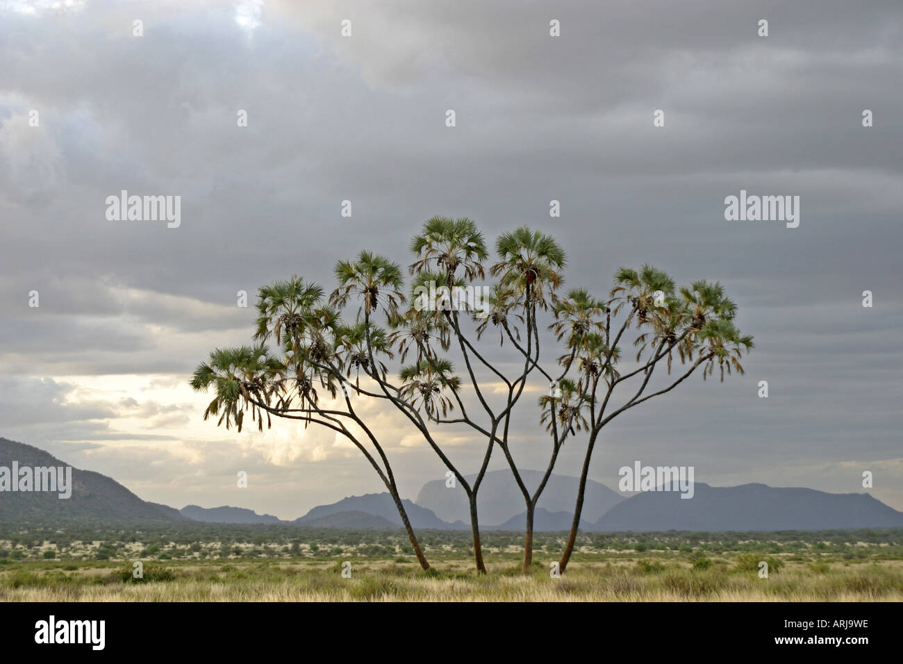 East african doum palm tree hi-res stock photography and images - Alamy