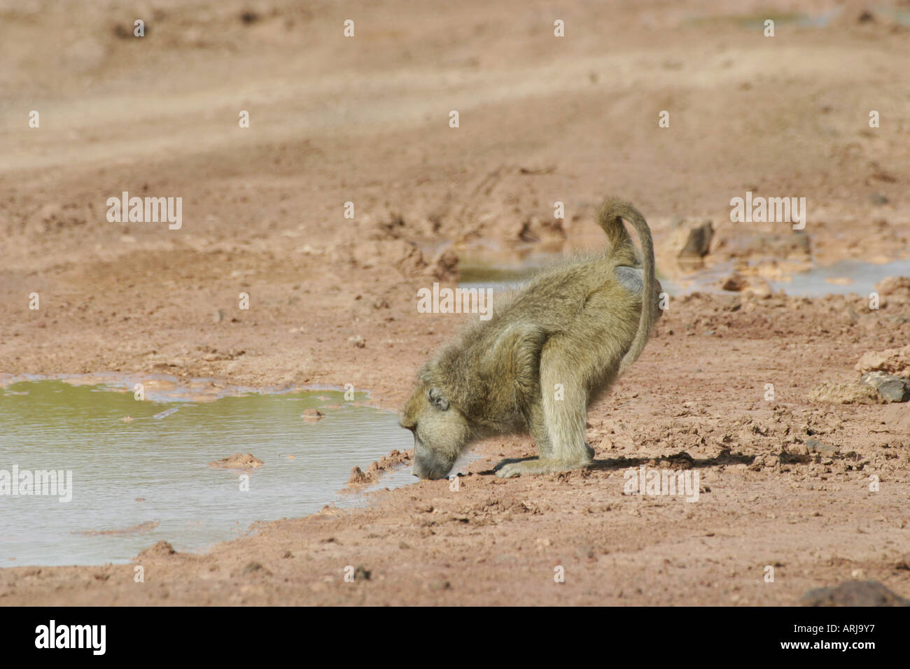 Side view of yellow baboon hi-res stock photography and images - Alamy