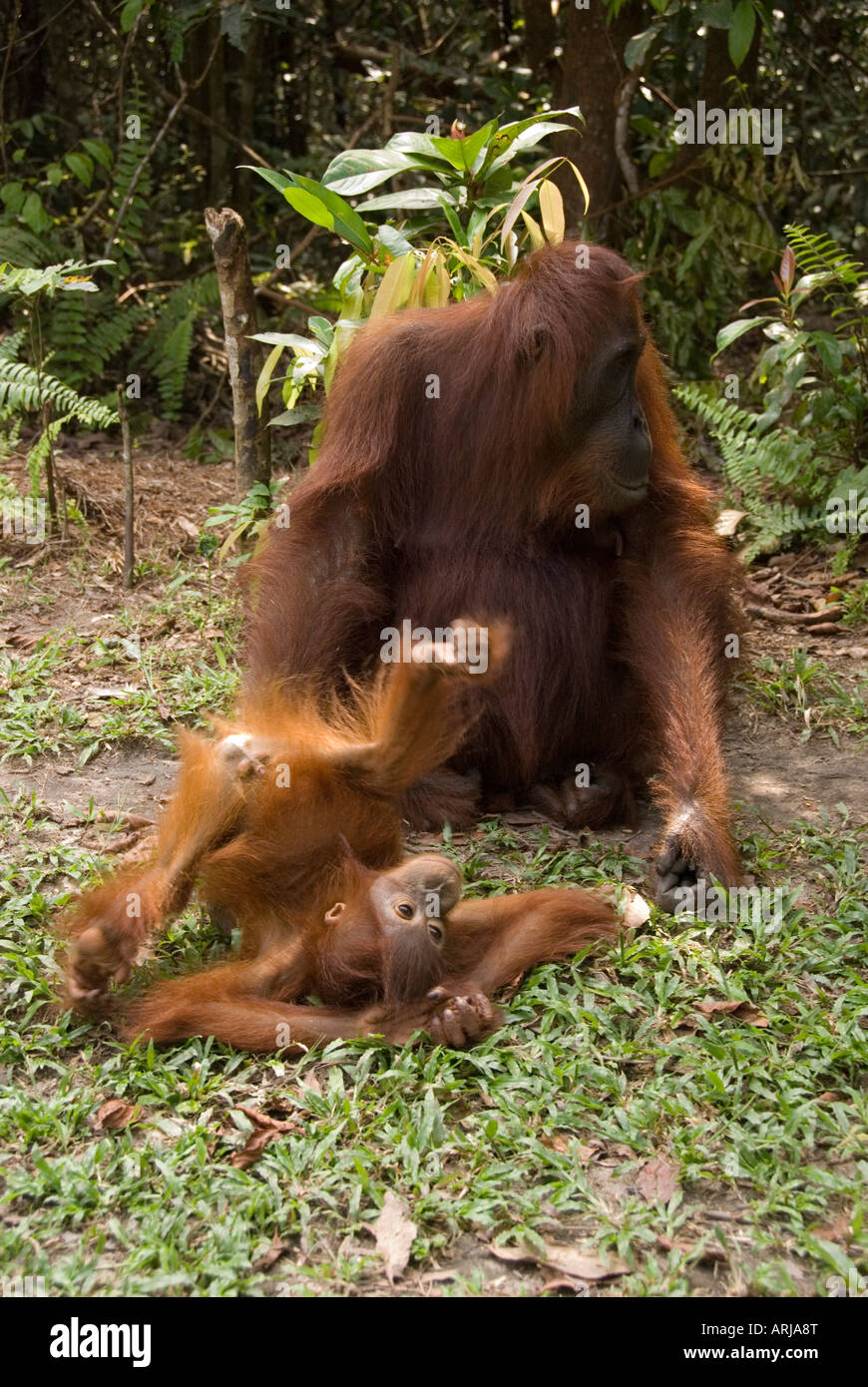 baby orangutan Pongo pygmaeus doing a handstand while her mother looks ...