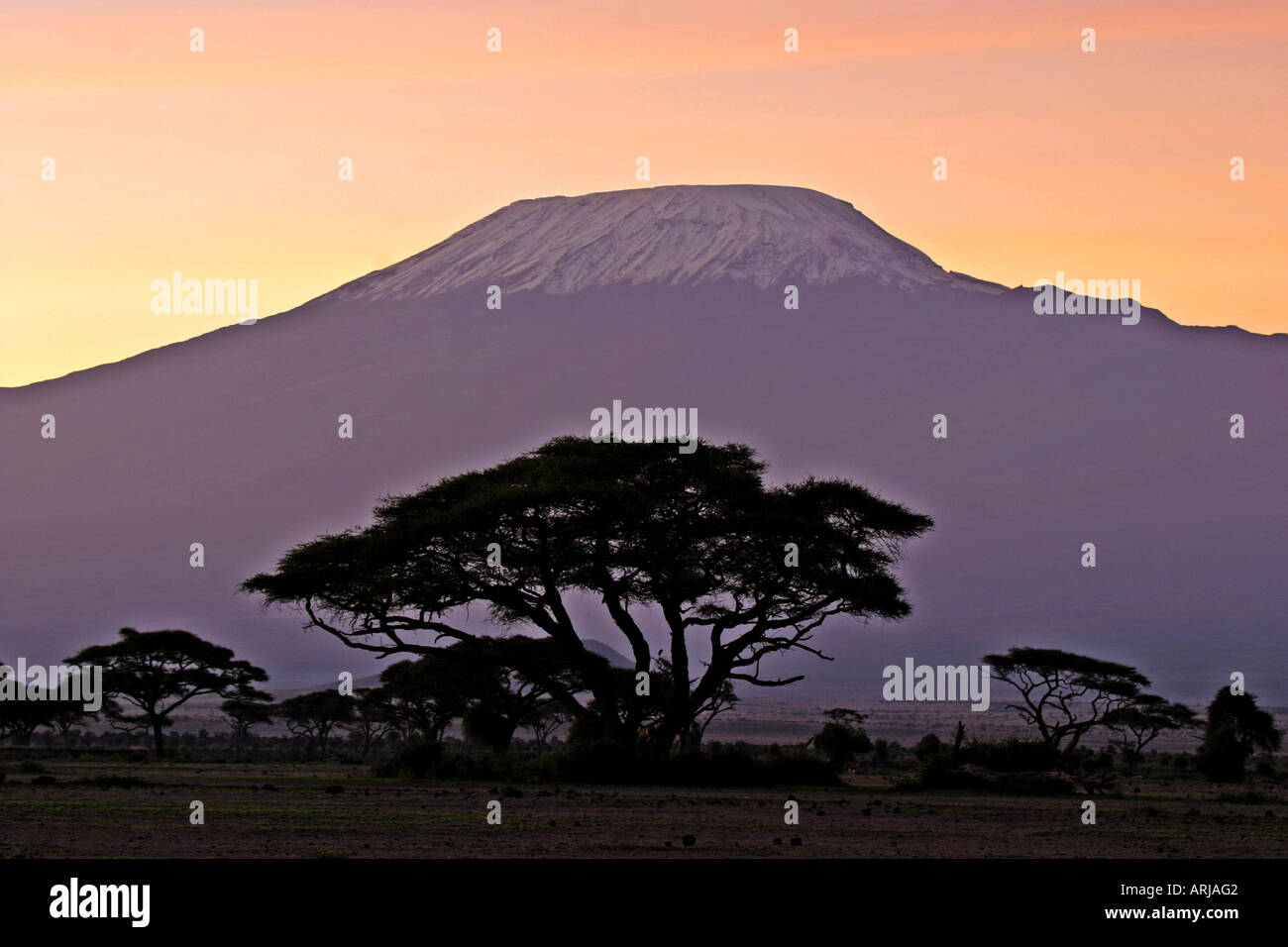 Kibo, mountain top of Kilimanjaro, before sunrise, camel thorns in ...