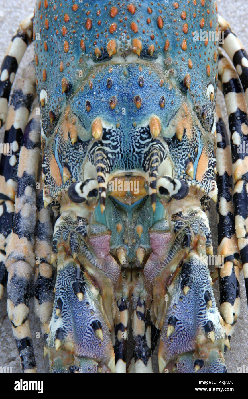ornate spiny crawfish (Panulirus ornatus), head and back, Kenya Stock ...