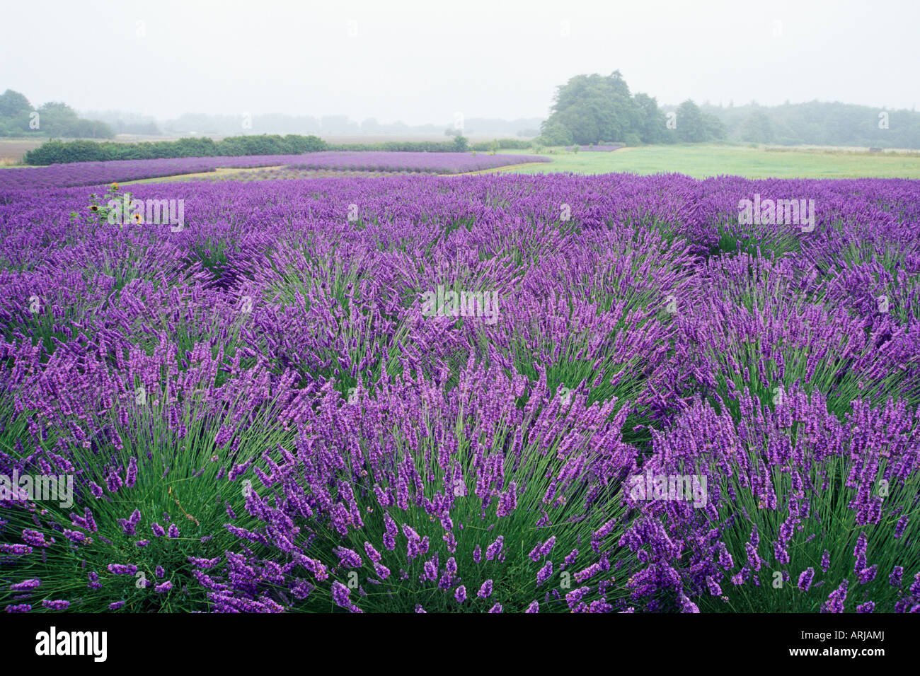 Lavender fields, Sequim, Washington Stock Photo - Alamy