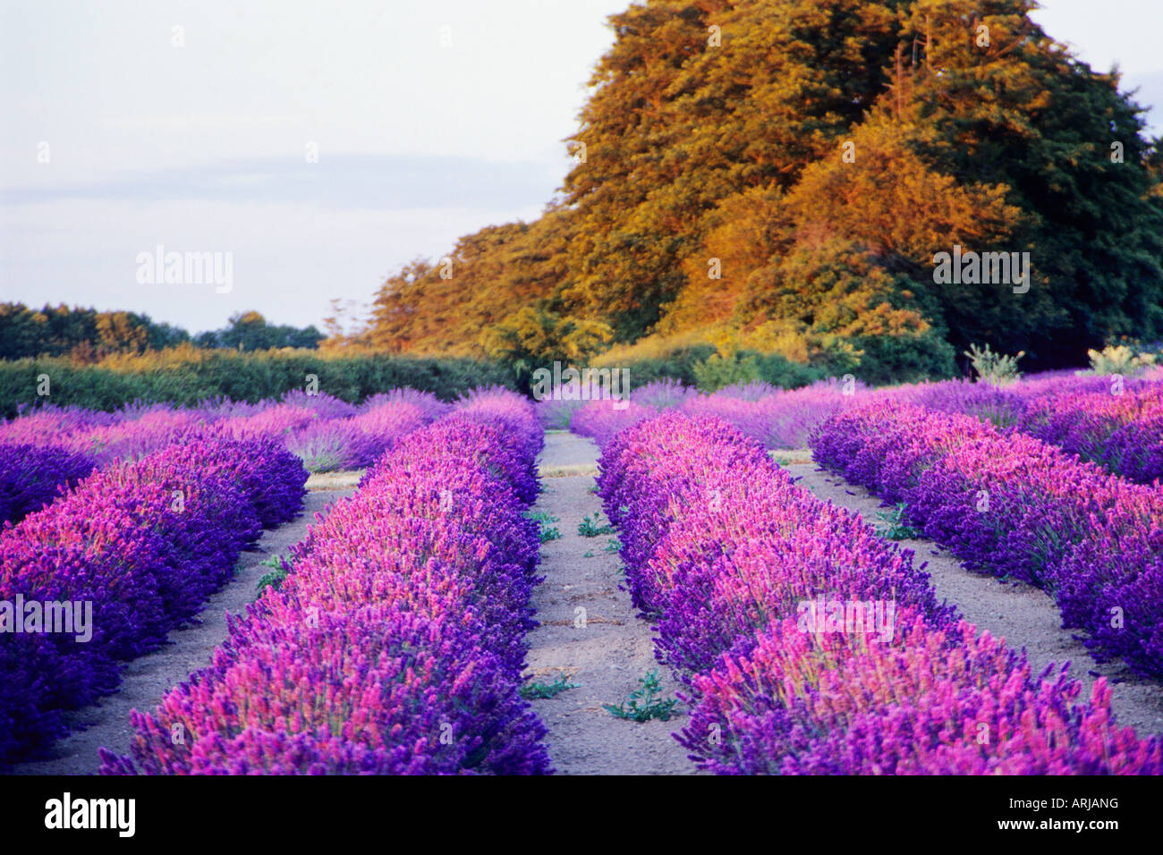 Lavender fields, Sequim, Washington Stock Photo - Alamy
