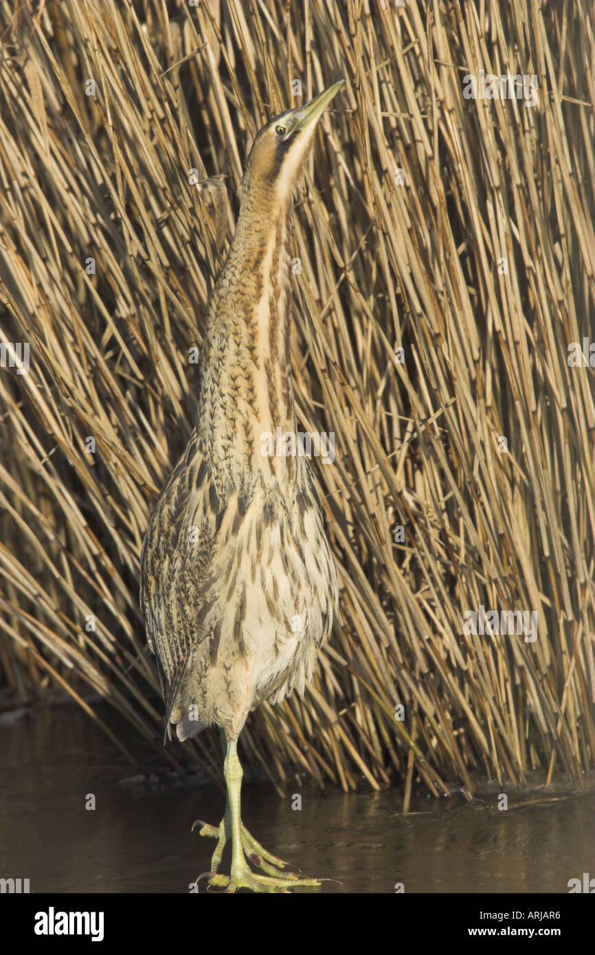 Eurasian bittern (Botaurus stellaris), Bittern-stance, Netherlands ...