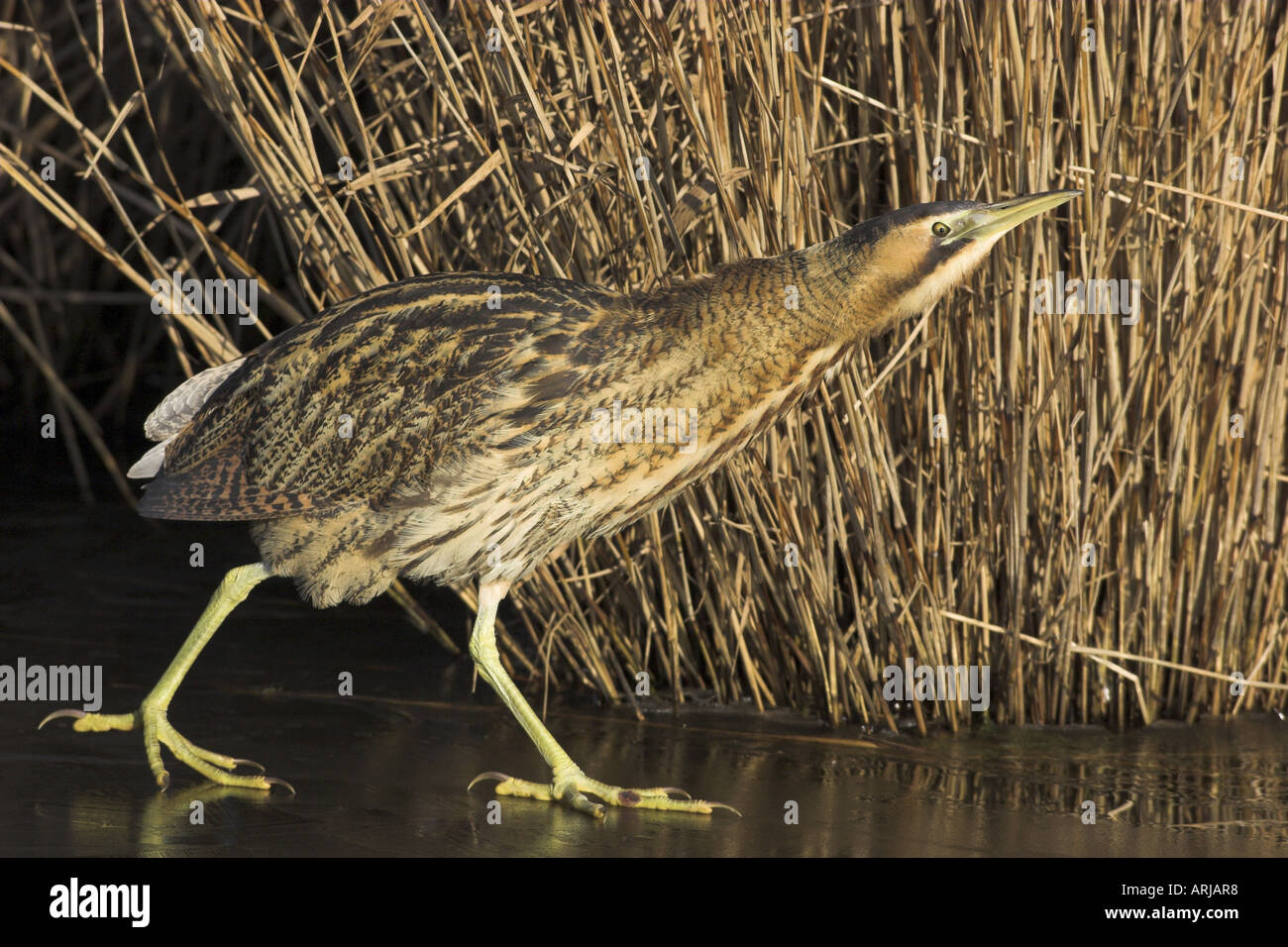 Eurasian bittern botaurus stellaris walking hi-res stock photography ...