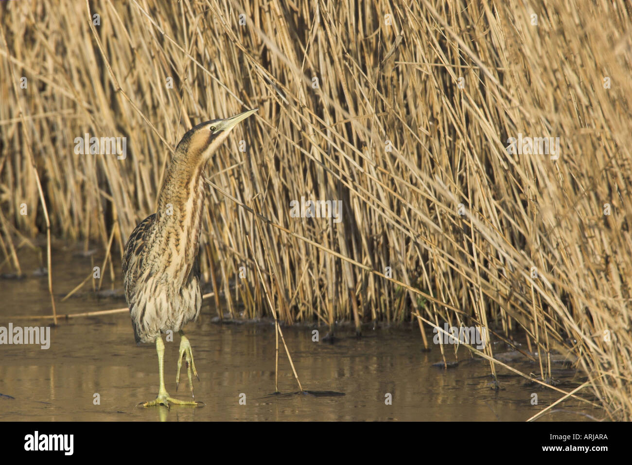 Eurasian bittern (Botaurus stellaris), walking on ice in front of reed ...