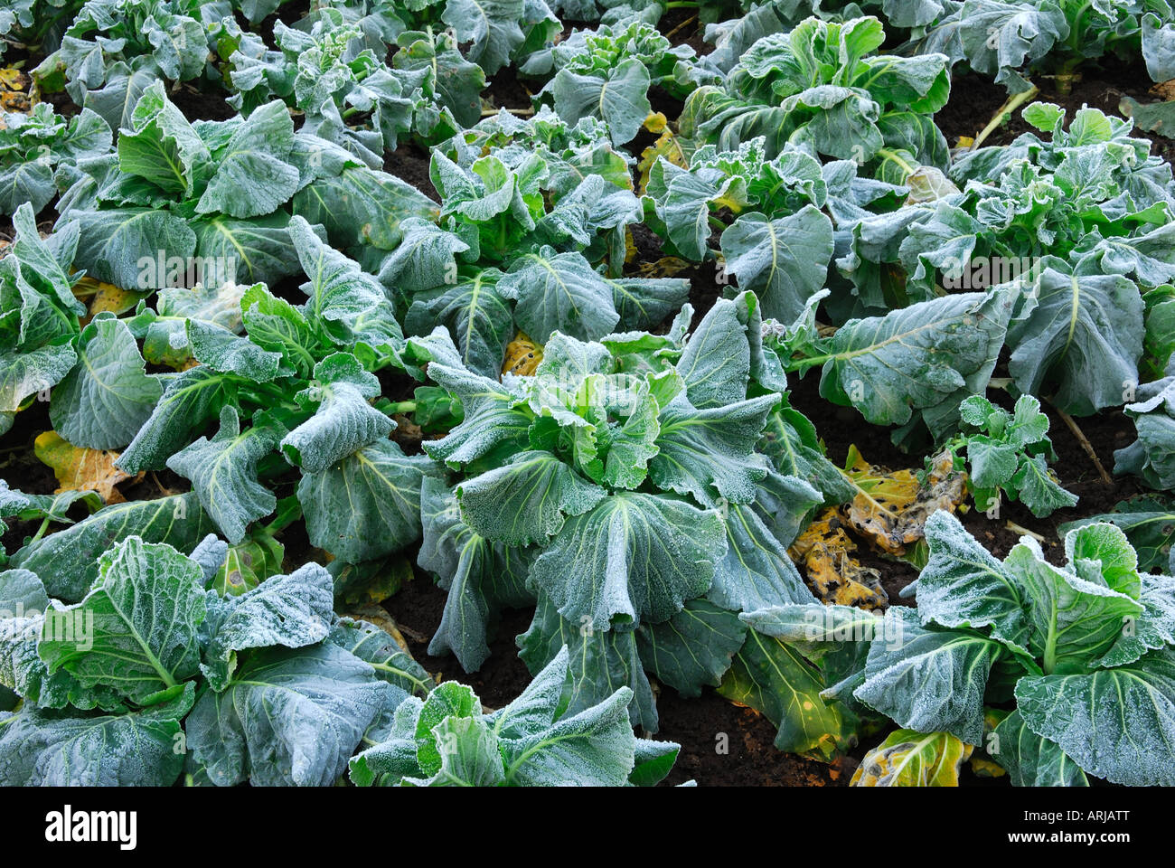 Spring cabbage hi-res stock photography and images - Alamy