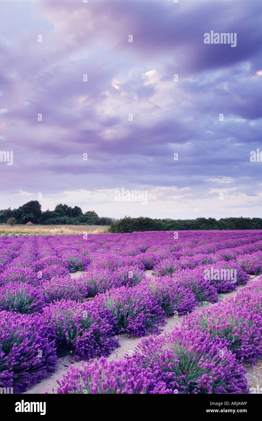 Lavender fields, Sequim, Washington Stock Photo - Alamy