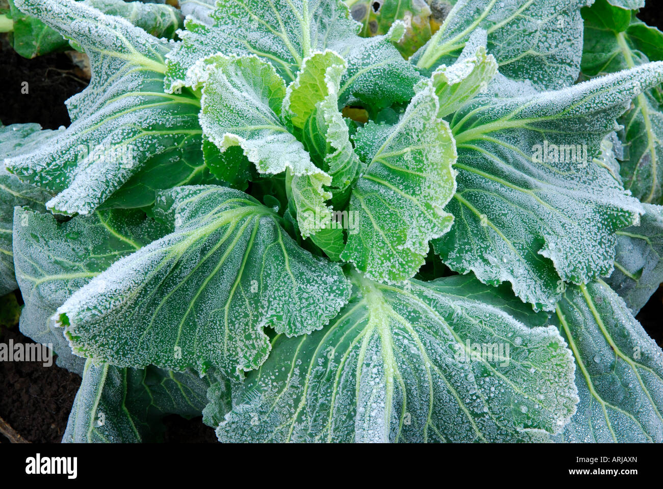 Spring cabbage frozen Stock Photo - Alamy