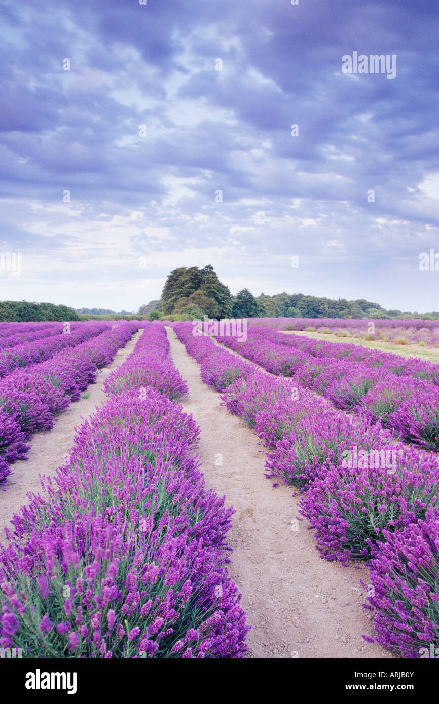 Lavender fields, Sequim, Washington Stock Photo - Alamy