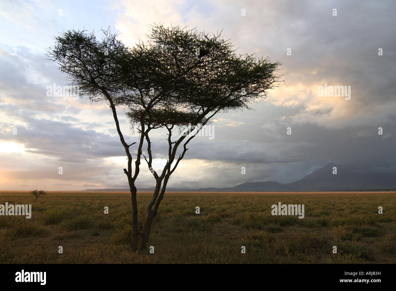 Single acacia tree with African bush in the background. Taken at dawn ...