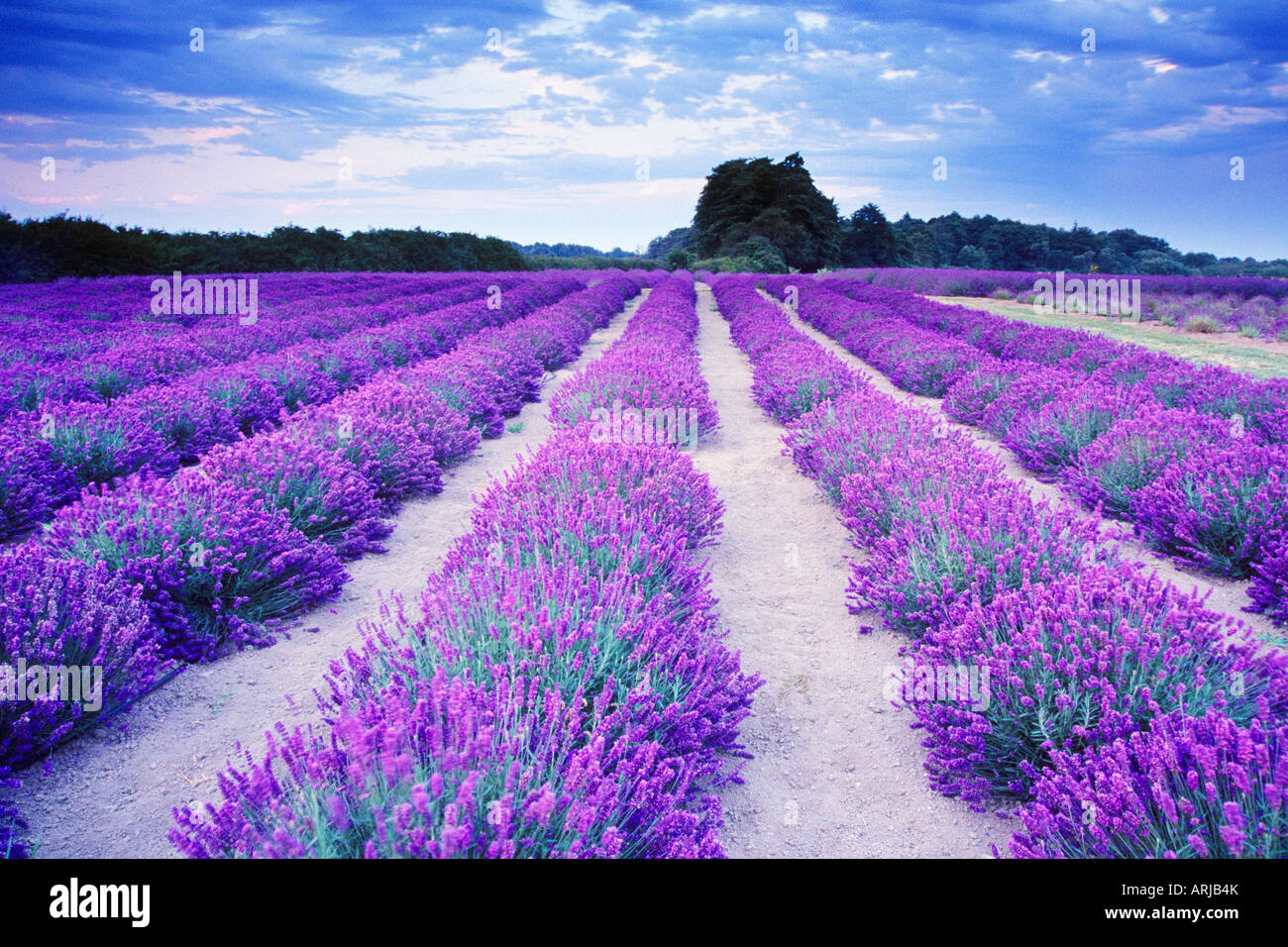 Lavender fields sequim washington hi-res stock photography and images ...