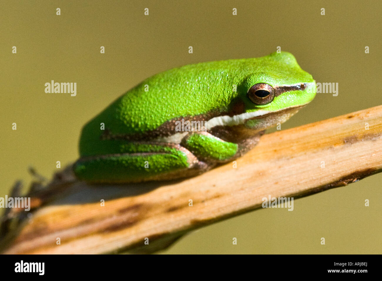 Eastern Sedge Frog Stock Photo - Alamy