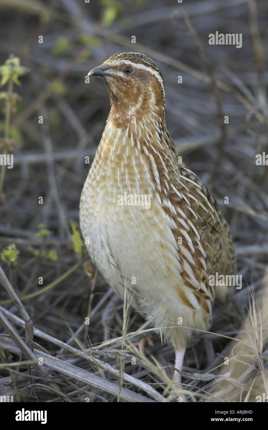 common quail (Coturnix coturnix), portrait, male, Spain, Extremadura ...