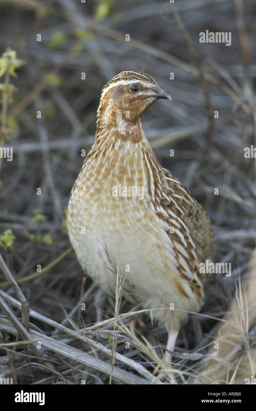 common quail (Coturnix coturnix), portrait, male, Spain, Extremadura ...