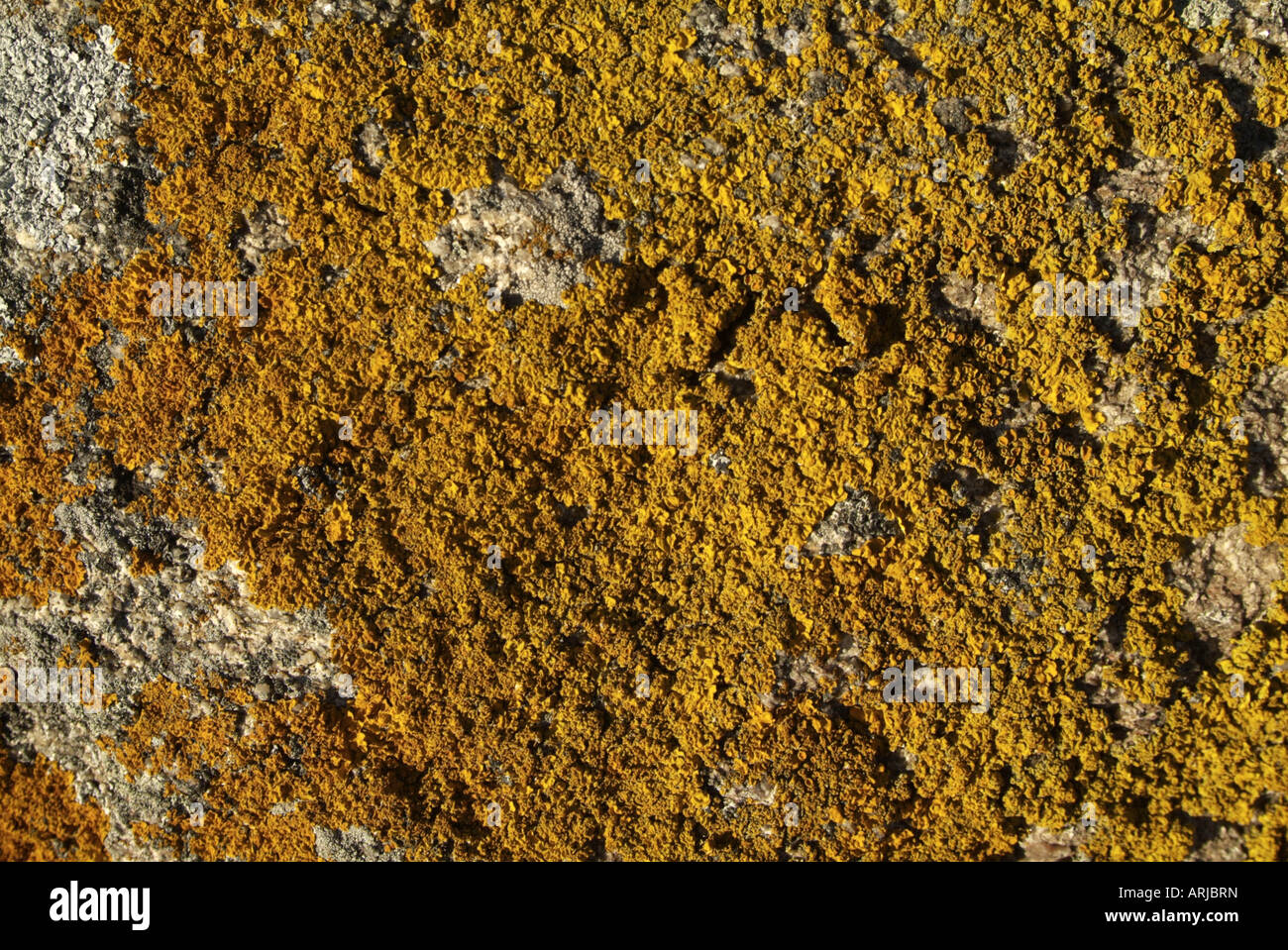 detail of lichen formation on a granite rock Stock Photo - Alamy