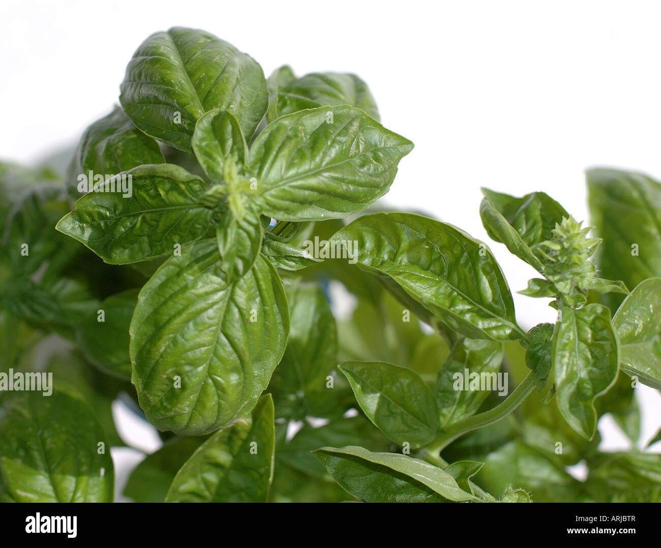 fresh basil on the white background Stock Photo - Alamy