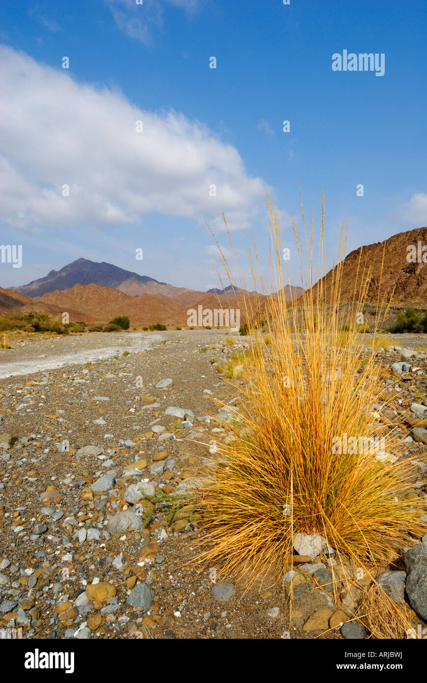 Dry wadi, Oman Stock Photo - Alamy